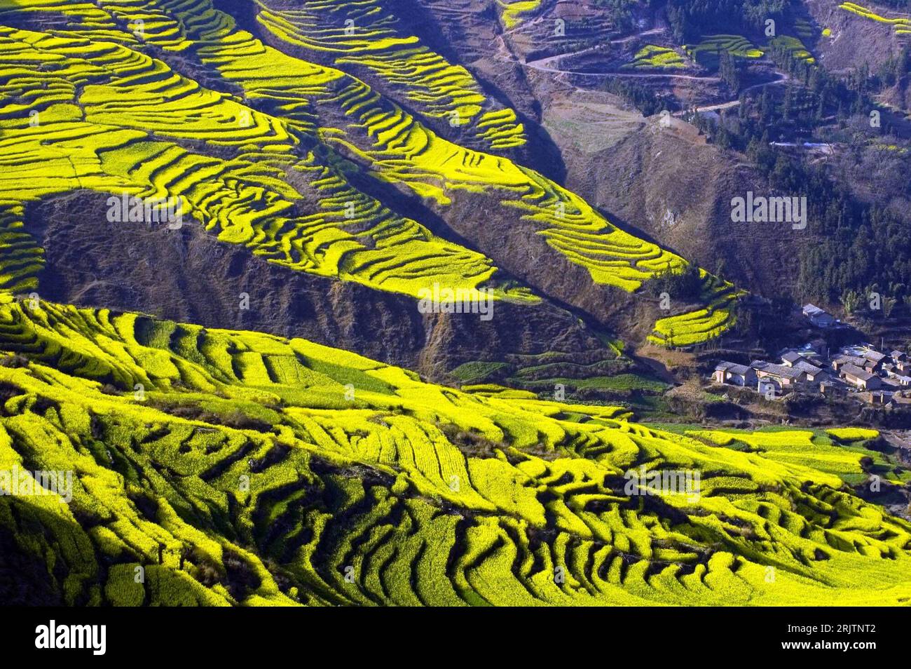 Bildnummer: 51737403 Datum: 25.02.2007 Copyright: imago/Xinhua Blühende ...