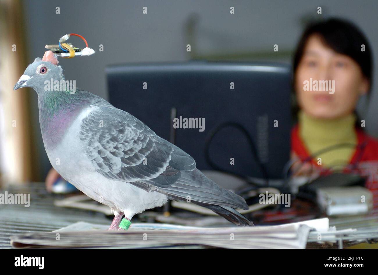 Versuchstauben hi-res stock photography and images - Alamy