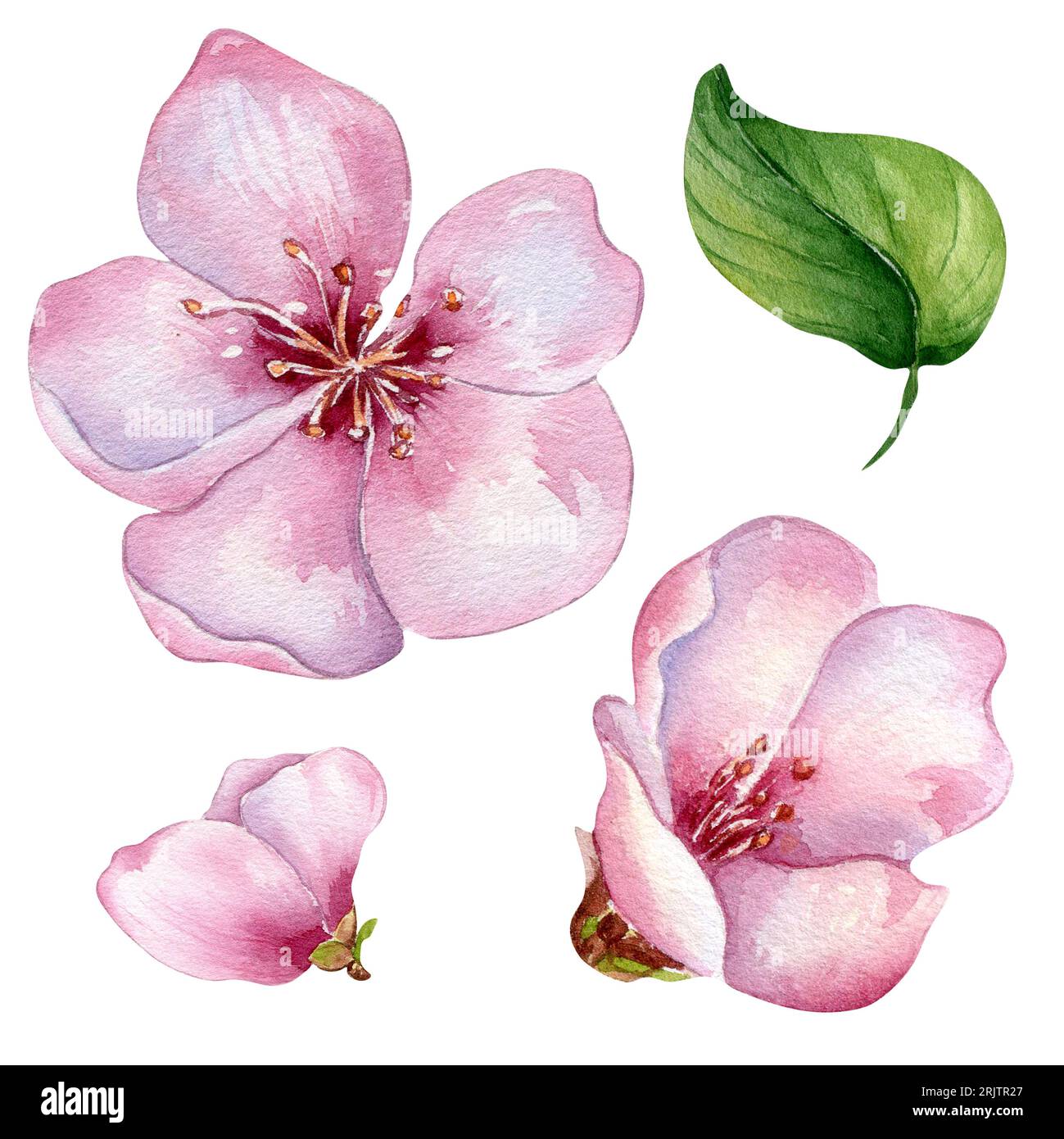 Set of pink flowers of peach tree watercolor illustration isolated on ...