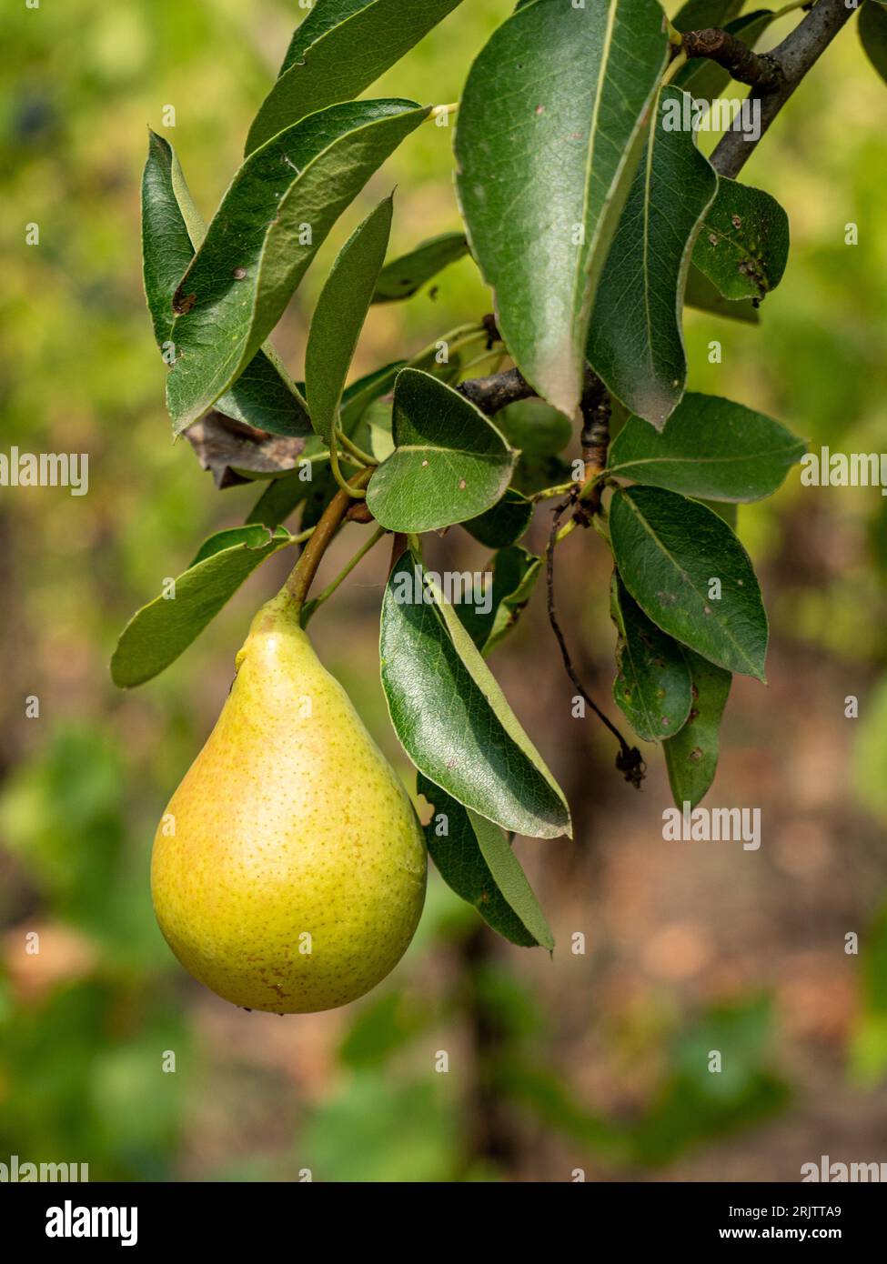 single pear hanging on a tree Stock Photo - Alamy