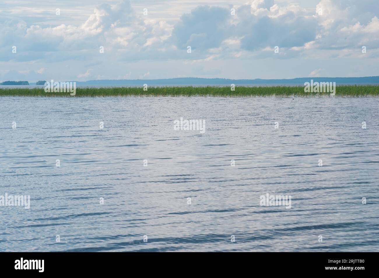 natural waterscape, vast shallow lake with reed banks on a rainy day ...