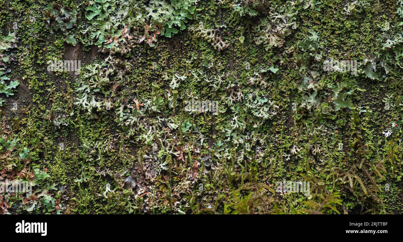 background, texture - surface completely covered with lichens and moss Stock Photo - Alamy