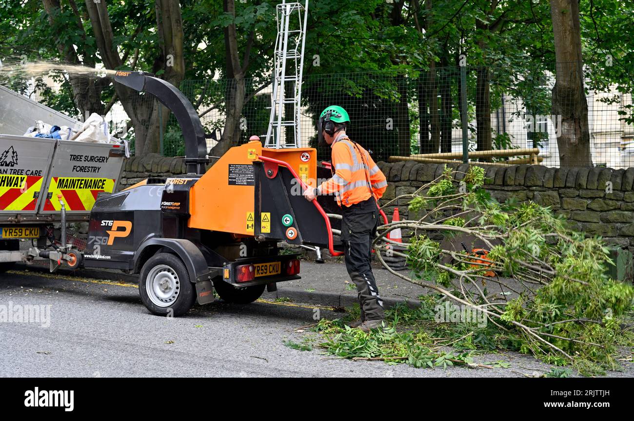 Tree worker feeding large tree branch into chipping machine Stock Photo ...