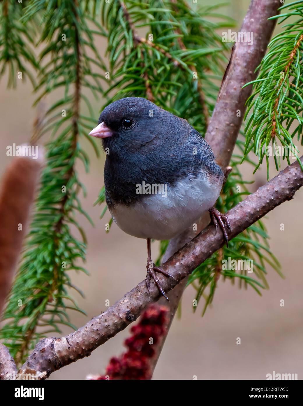 Junco close-up front view perched with a forest background in its ...