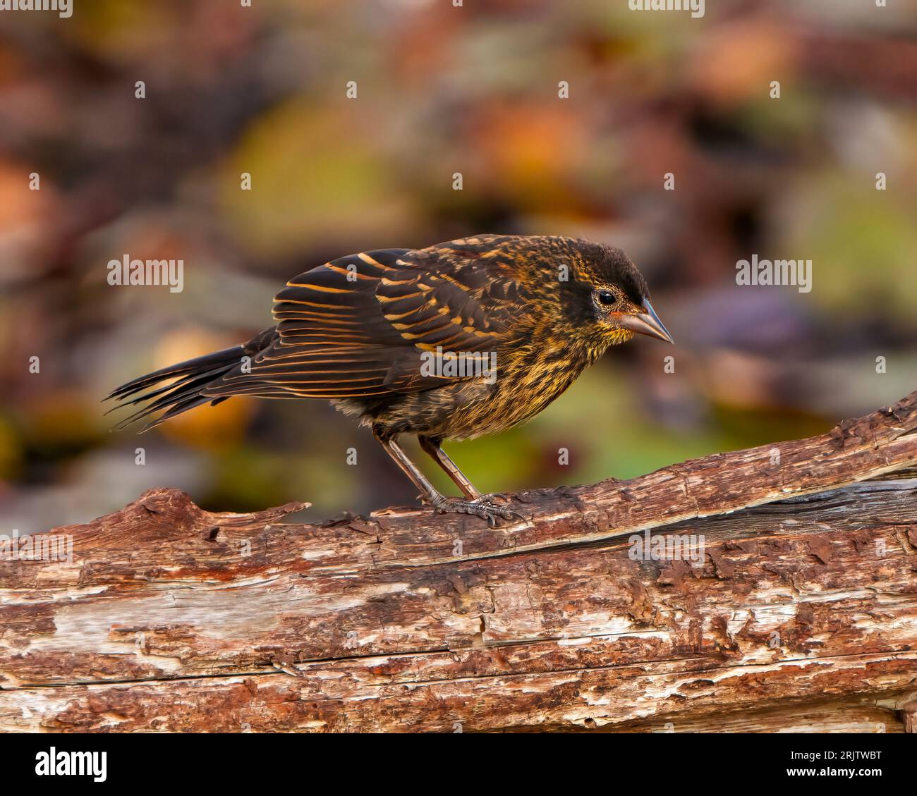 Red-Winged Blackbird juvenile bird standing on a log with colourful ...