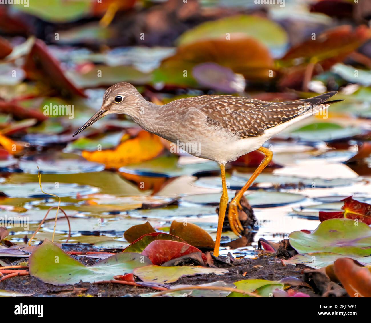 Common Sandpiper bird foraging for food by the water shore in a marsh ...