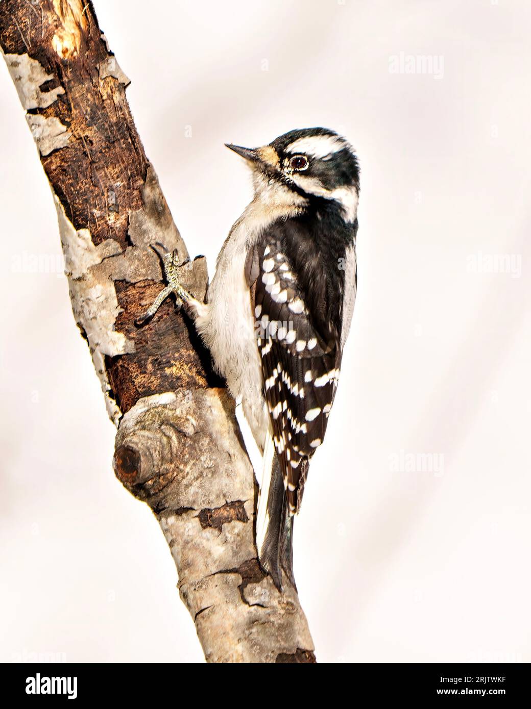 Woodpecker female close-up profile view gripping to a tree branch with ...