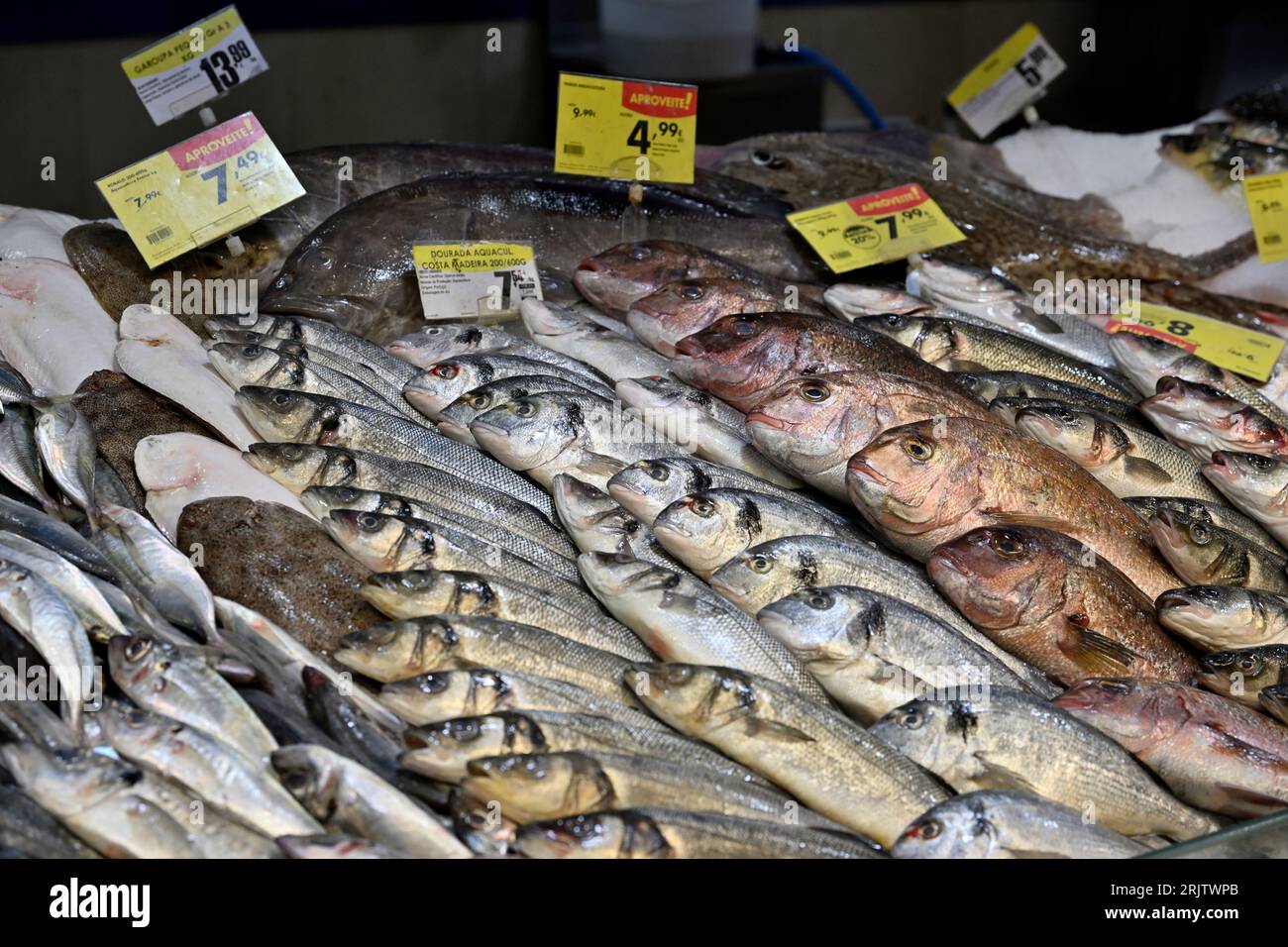 Fresh fish counter in hypermarket Pingo Doce, with shrimp and fish on ...