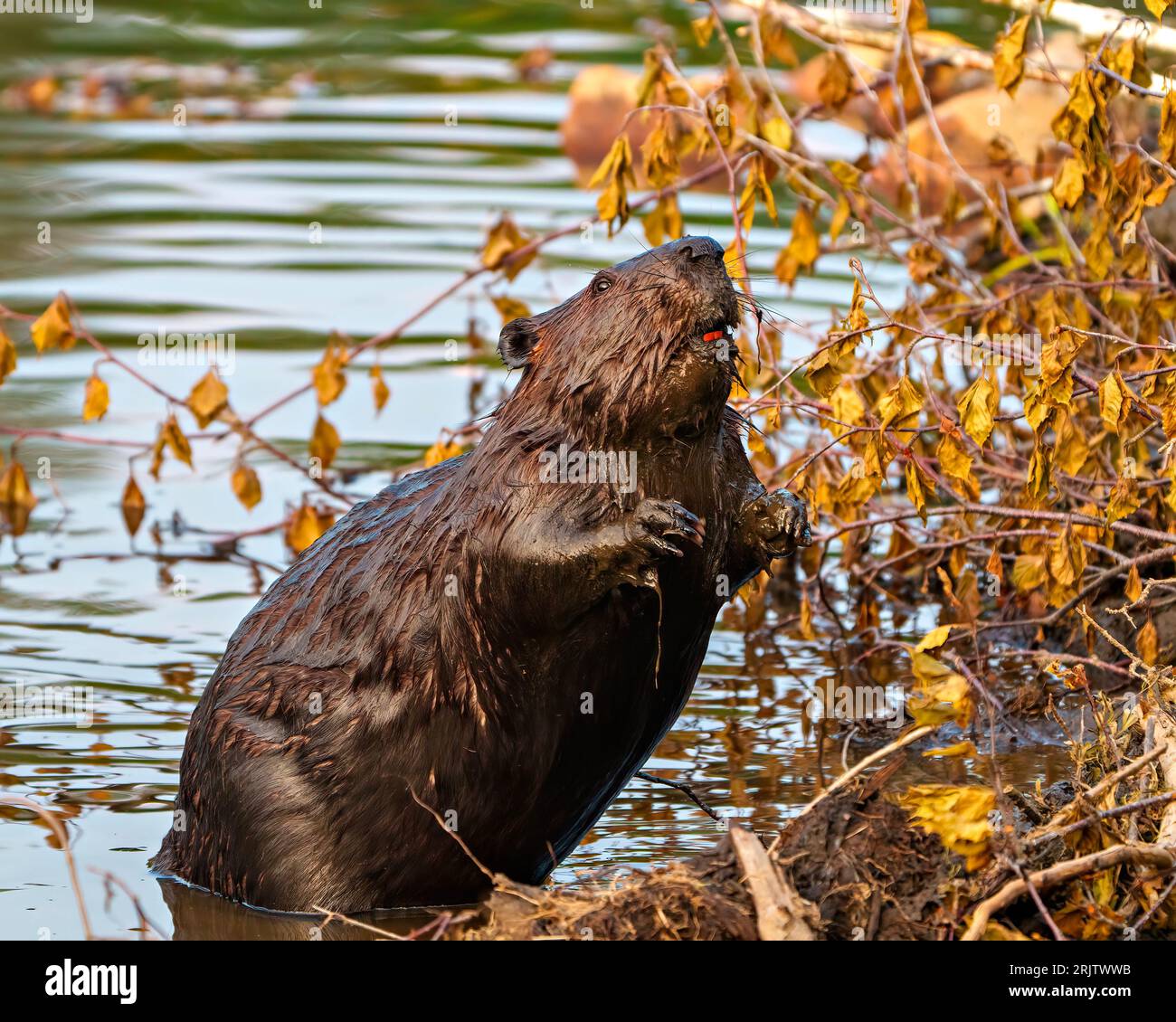 Beaver close-up side view, building a beaver dam and lodge in its ...