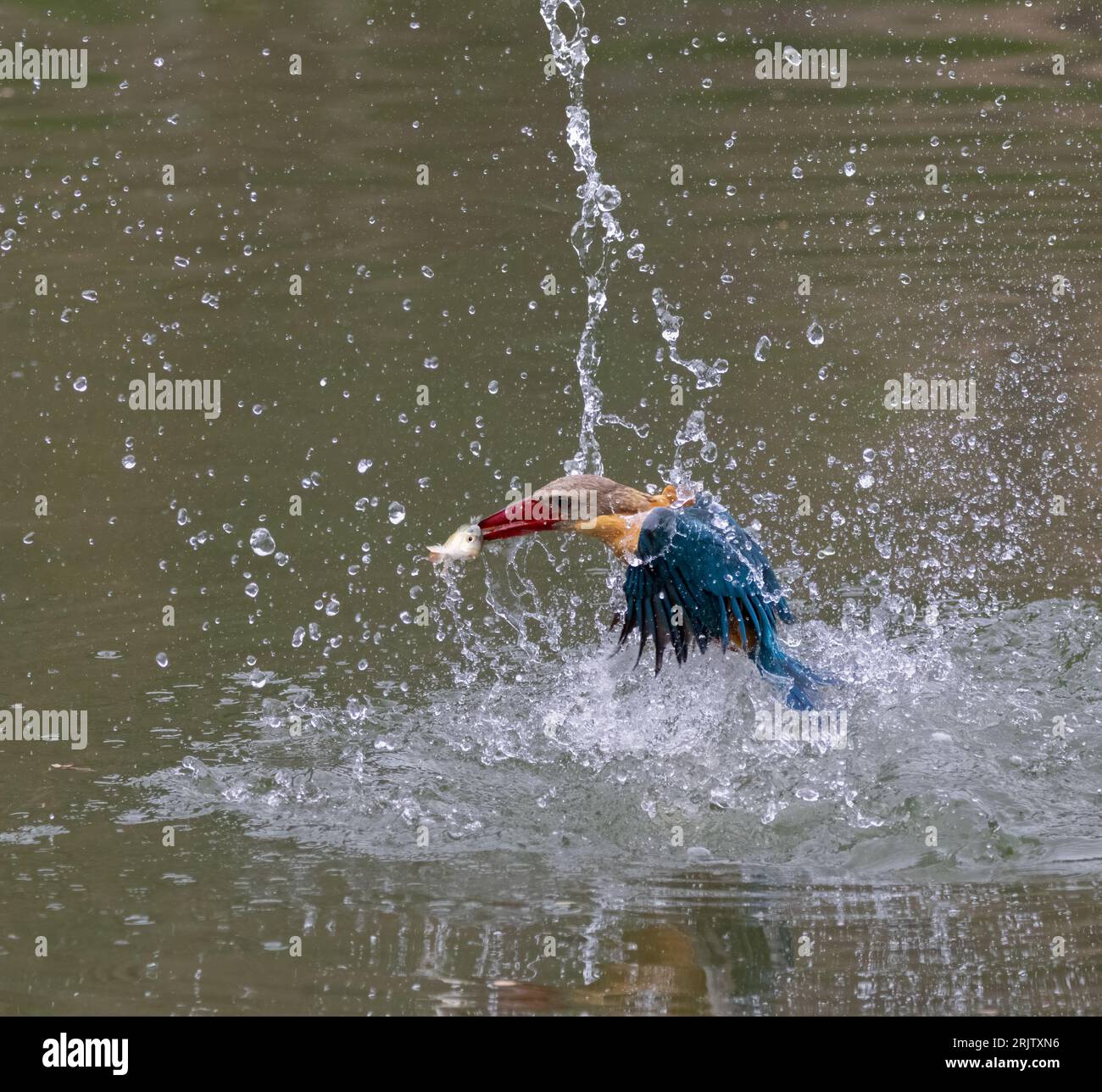 A kingfisher catching a fish from the water, creating a large splash ...