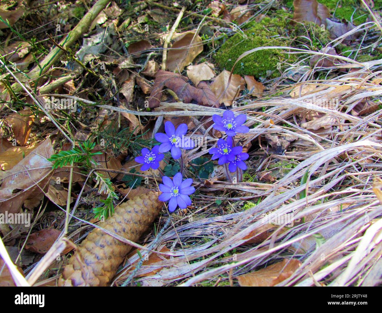Close up of a group of purple common hepatica, liverwort (Anemone ...