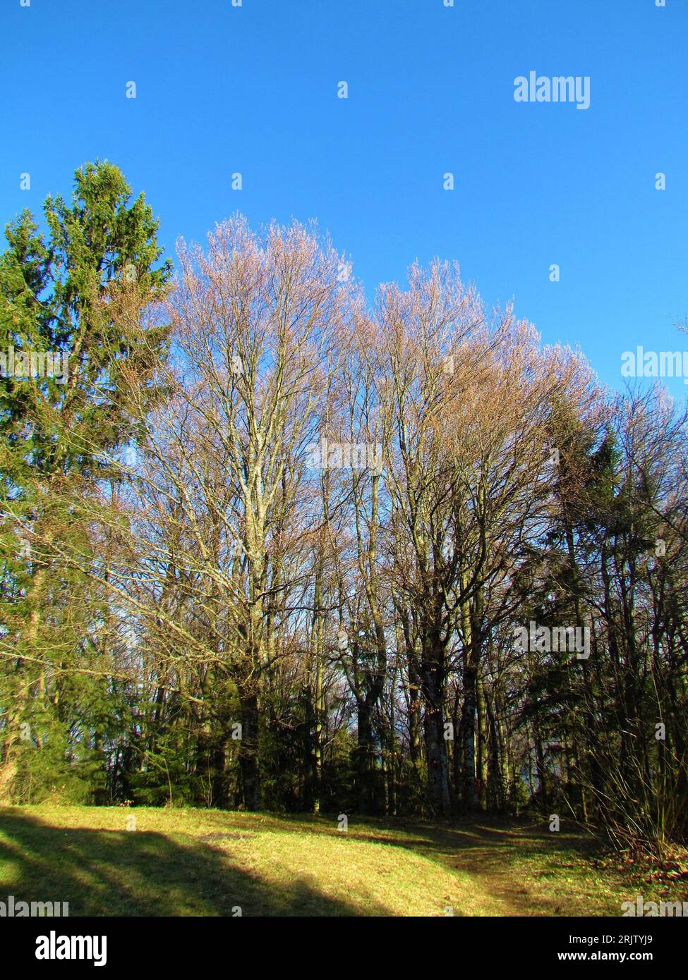 Tree forest front edge sky hi-res stock photography and images - Alamy