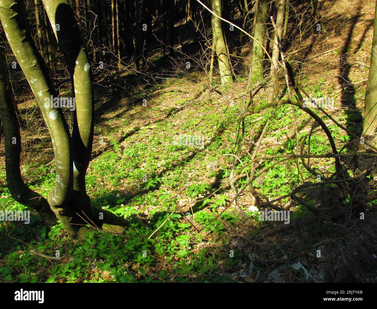 Bright forest clearing lit by sunshine covered in lush spring ...