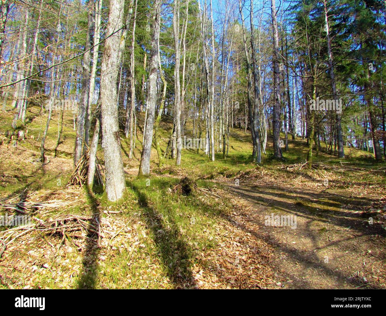 Sessile oak (Quercus petraeae) temperate, deciduous, broadleaf forest ...