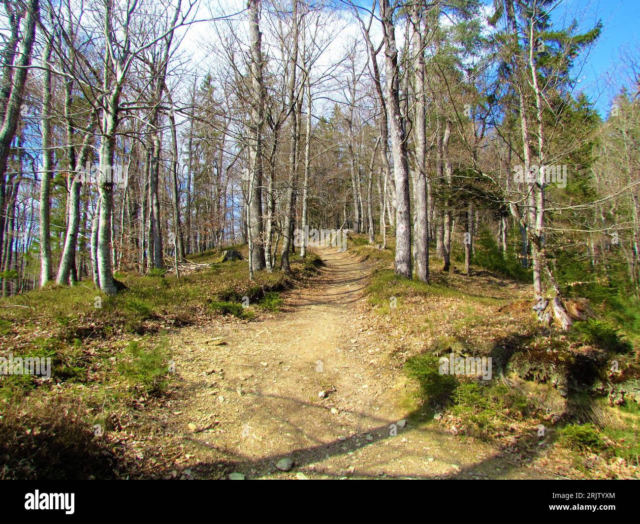 Sessile oak (Quercus petraeae) temperate, deciduous, broadleaf forest ...