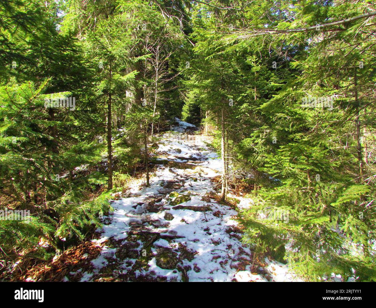 Path covered by snow leading through a mostly spruce conifer forest lit ...