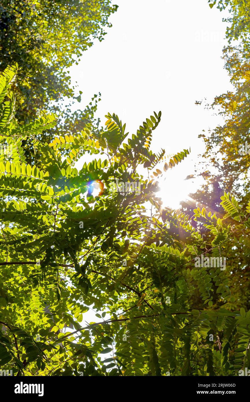 In the shade of a tree. Green leaves of trees against the sky. The ...