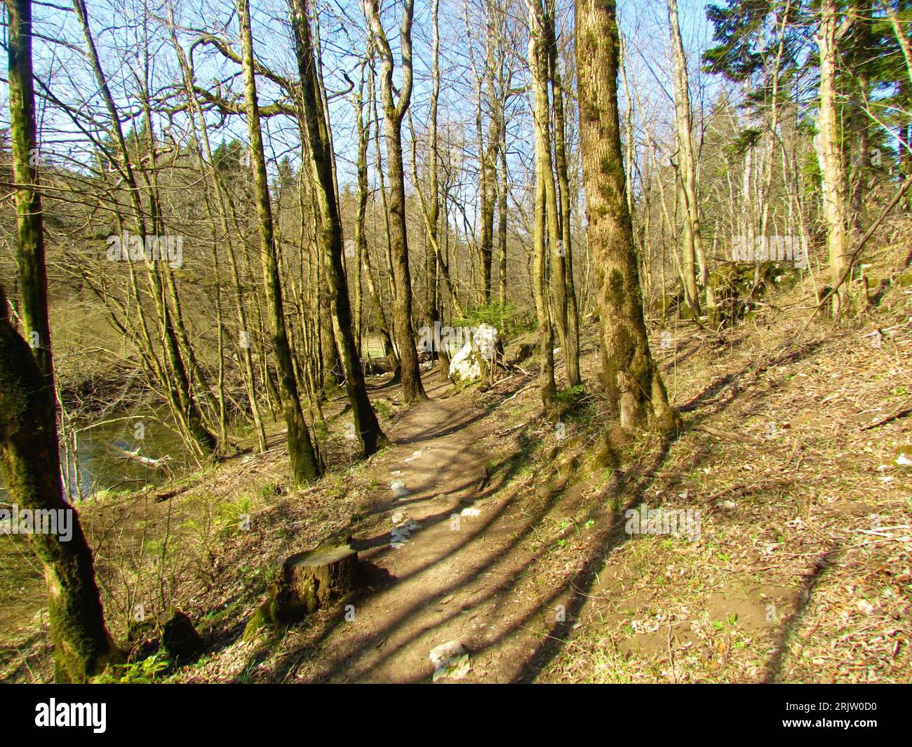 Path leading through a broadleaf temperate deciduous forest in Slovenia ...