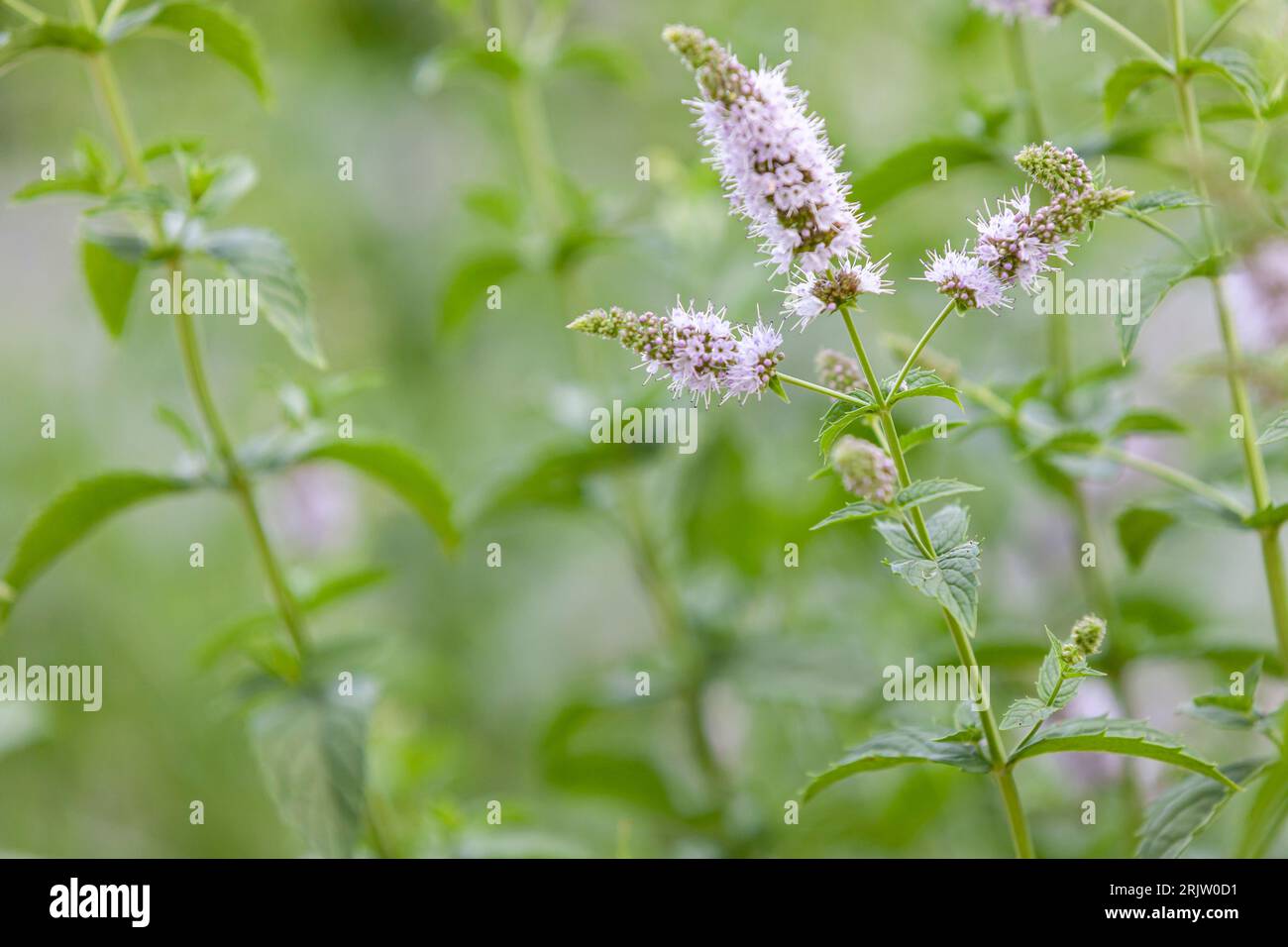 Peppermint grows in the garden. Flowering period of peppermint. Close ...