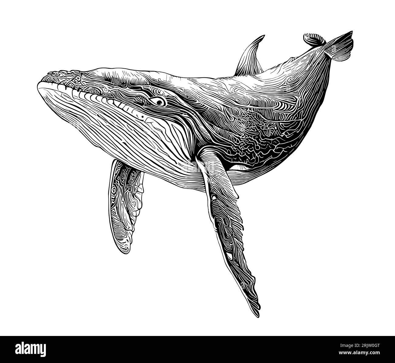 Whale sketch hand drawn in doodle style Sea animal Stock Photo - Alamy