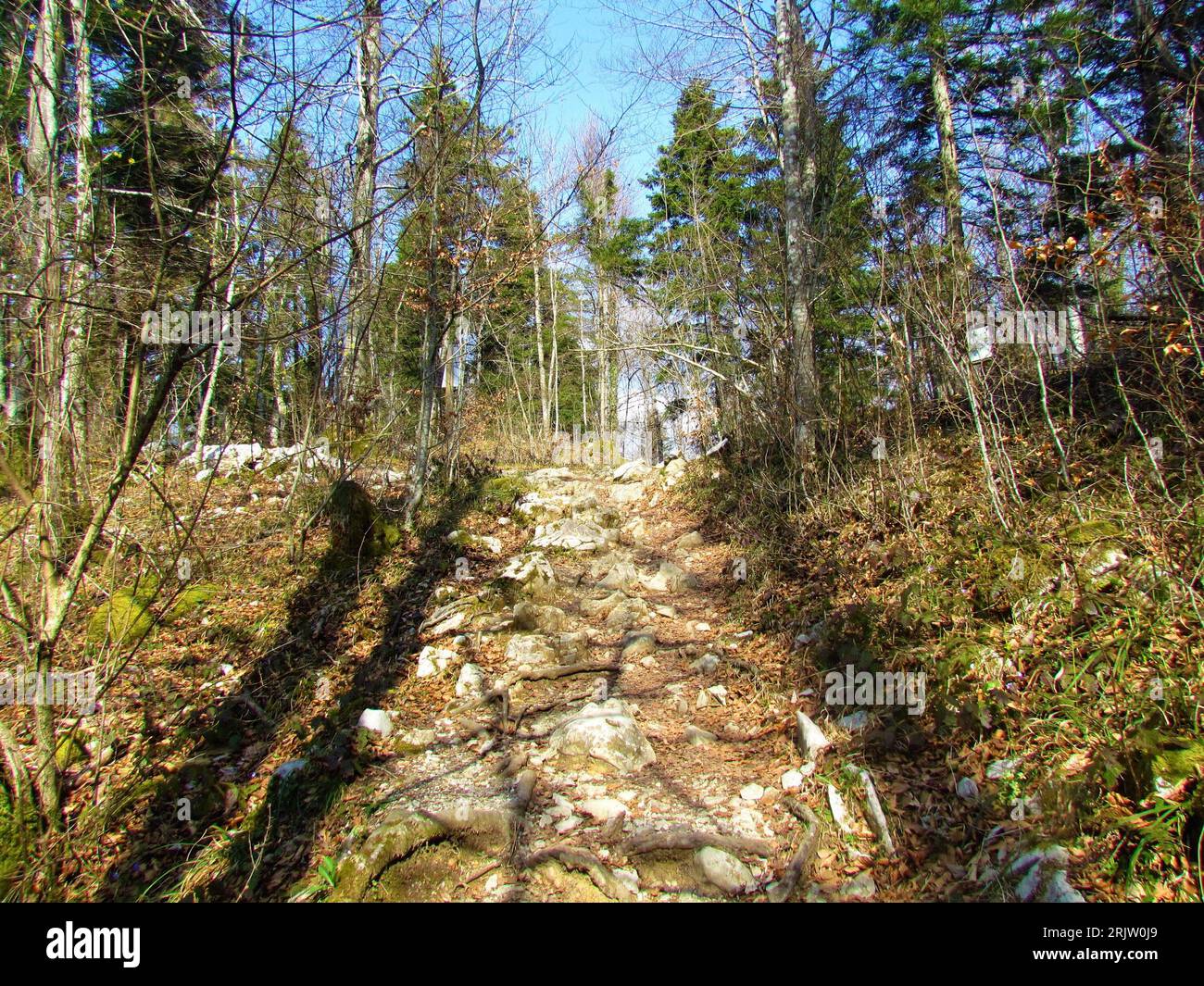 Sun lit path covered in rocks leading into a mixed broadleaf and ...