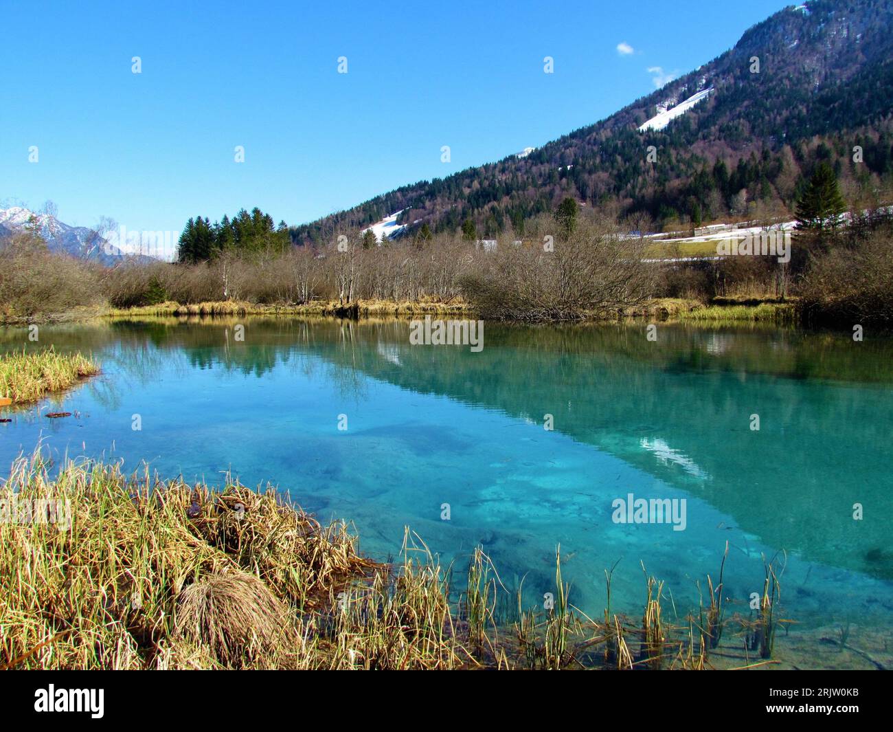 View of green colored lake Zelenci at the spring of Sava Dolinka river ...