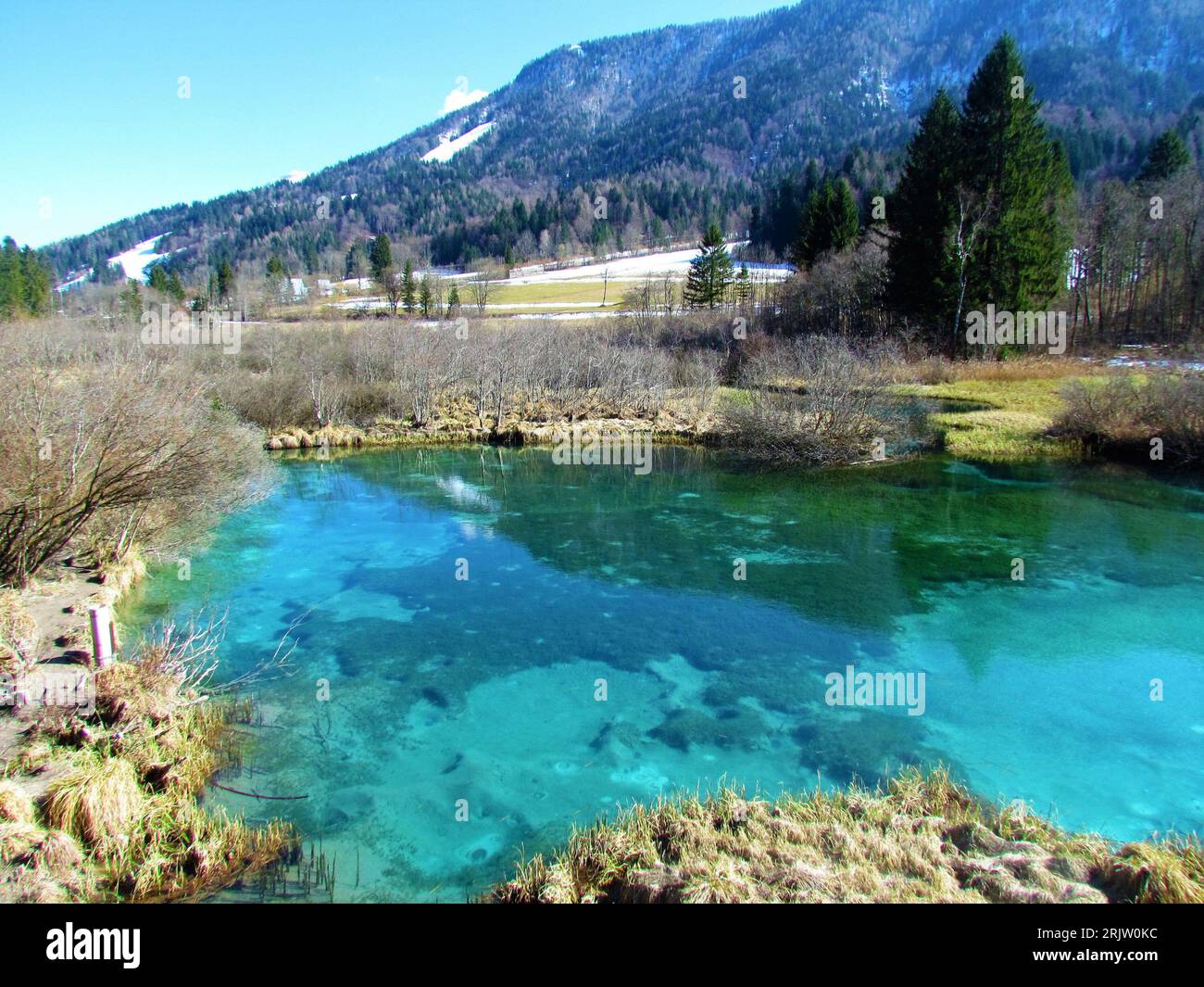 View of green colored lake Zelenci at the spring of Sava Dolinka river ...