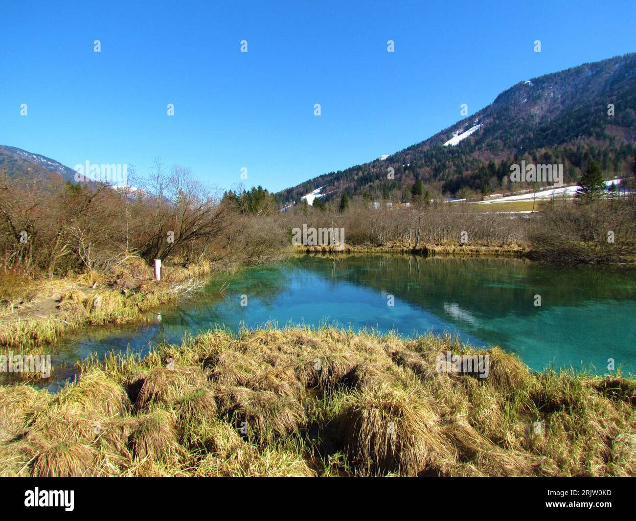 View of green colored lake Zelenci at the spring of Sava Dolinka river ...