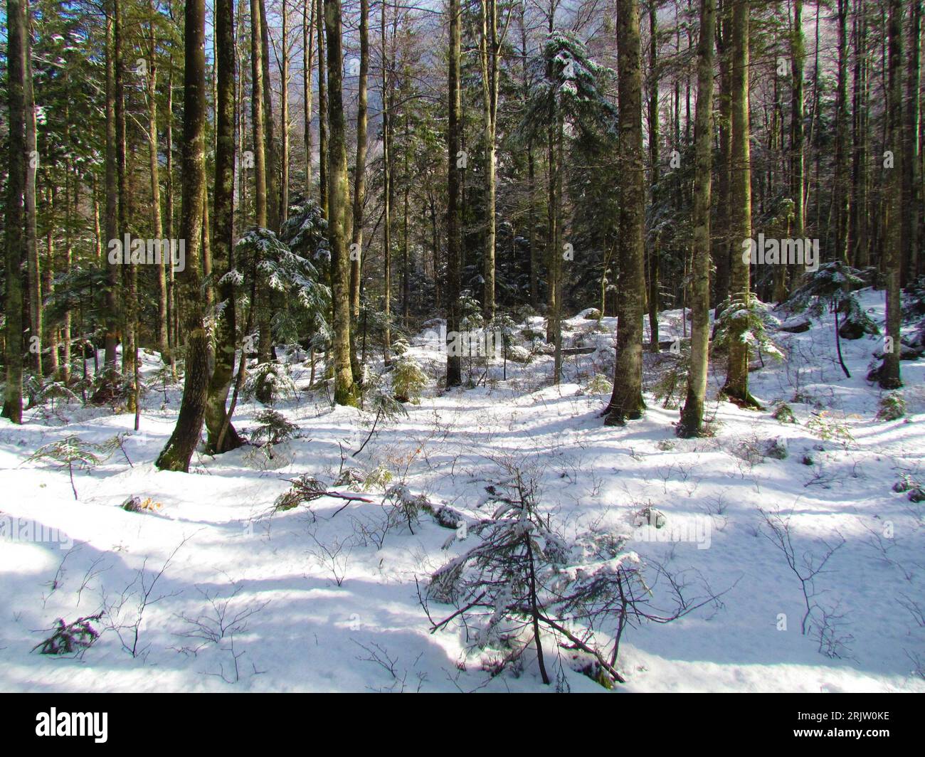 Mixed conifer and broadleaf temperate deciduous forest in winter ...