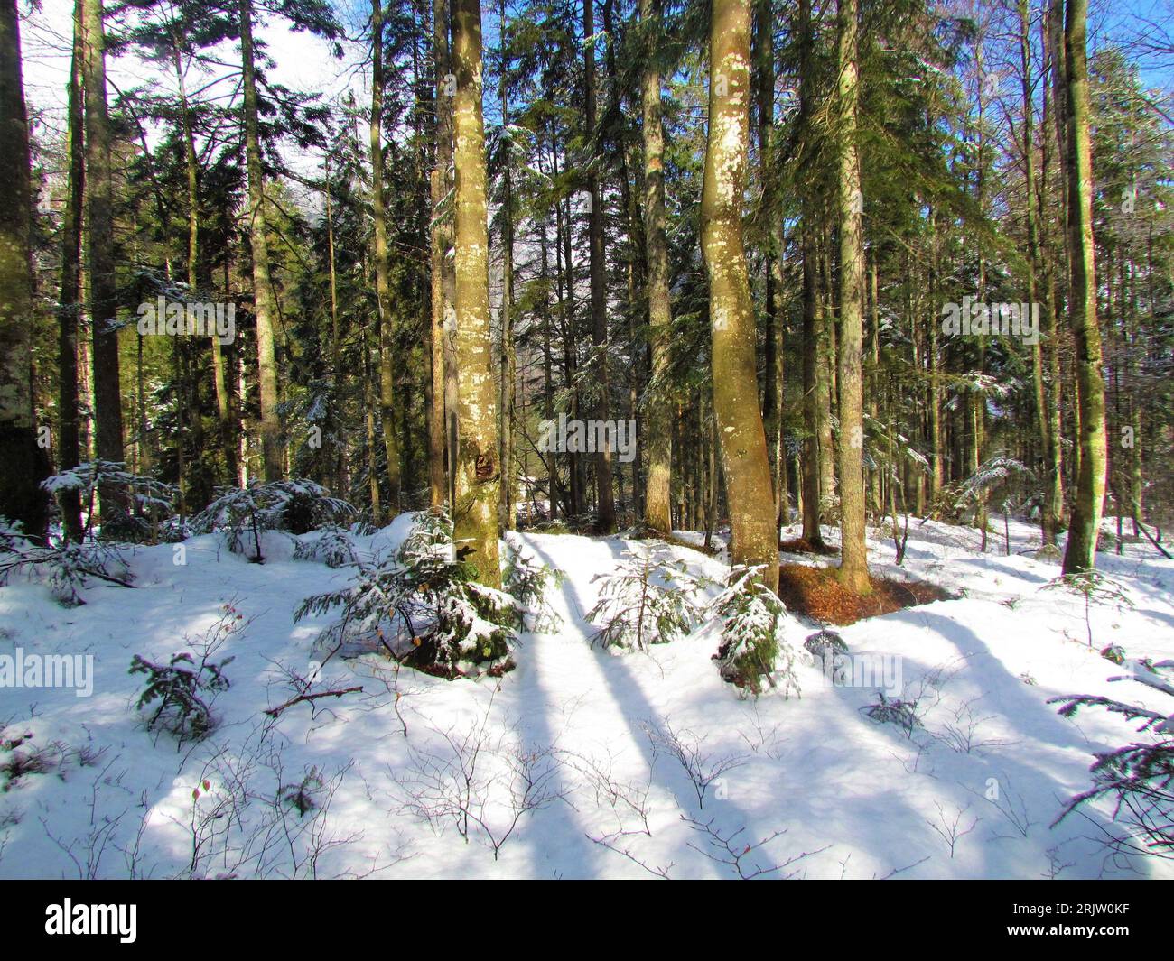 Temperate Deciduous Forest Winter