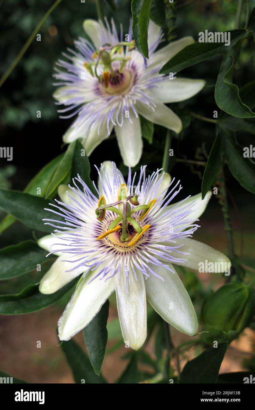 Common passion flower passiflora hi-res stock photography and images ...