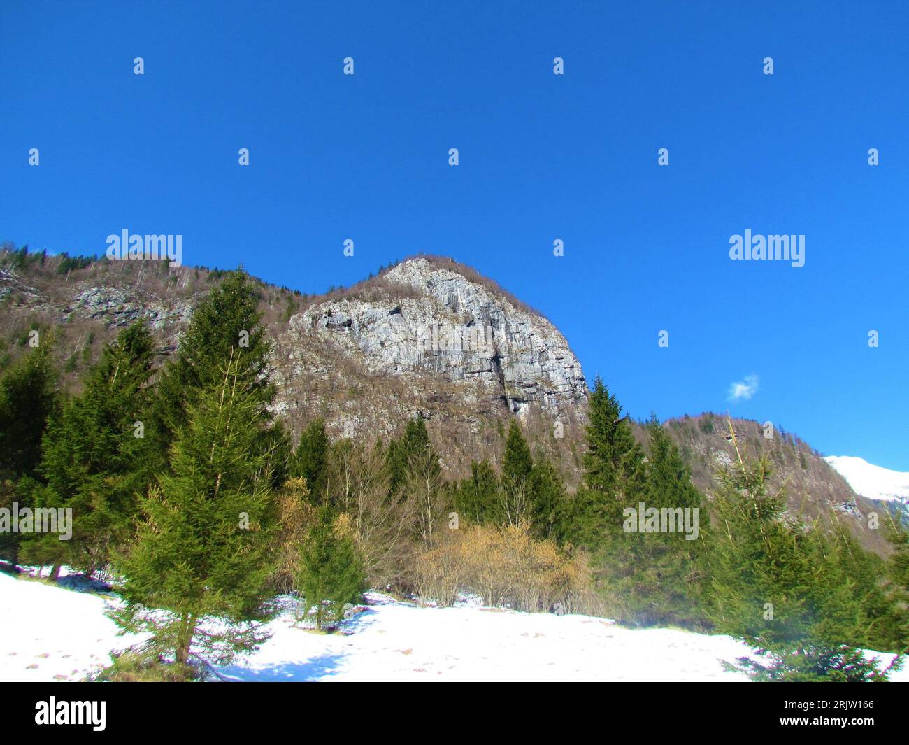 Snow covered winter landscape in Voje valley in Slovenia with common ...