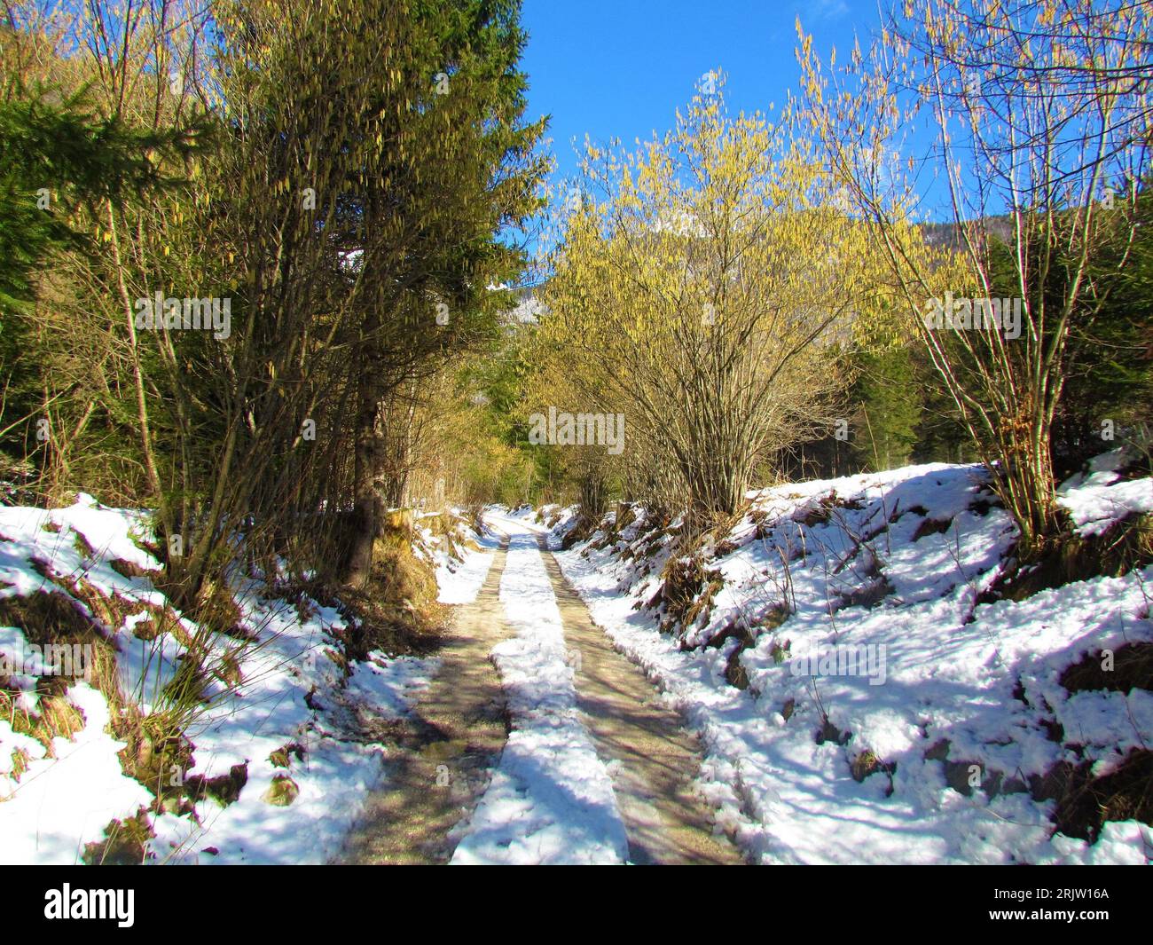 Snow covered winter landscape in Voje valley in Slovenia with common ...