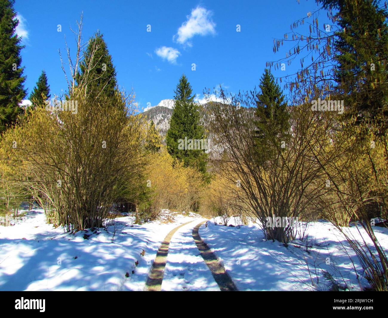 Snow covered winter landscape in Voje valley in Slovenia with common ...