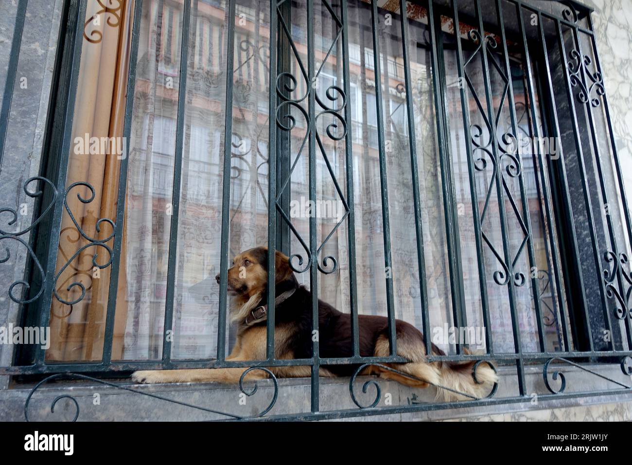 Pet dog sitting on window ledge behing steel bars Stock Photo - Alamy