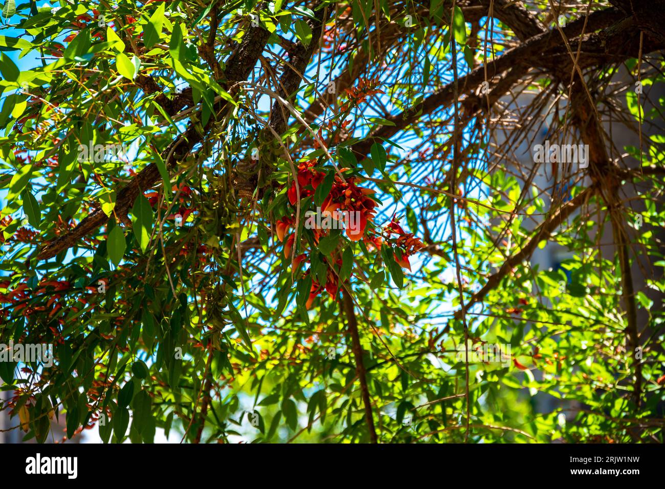 Rohida tree hi-res stock photography and images - Alamy