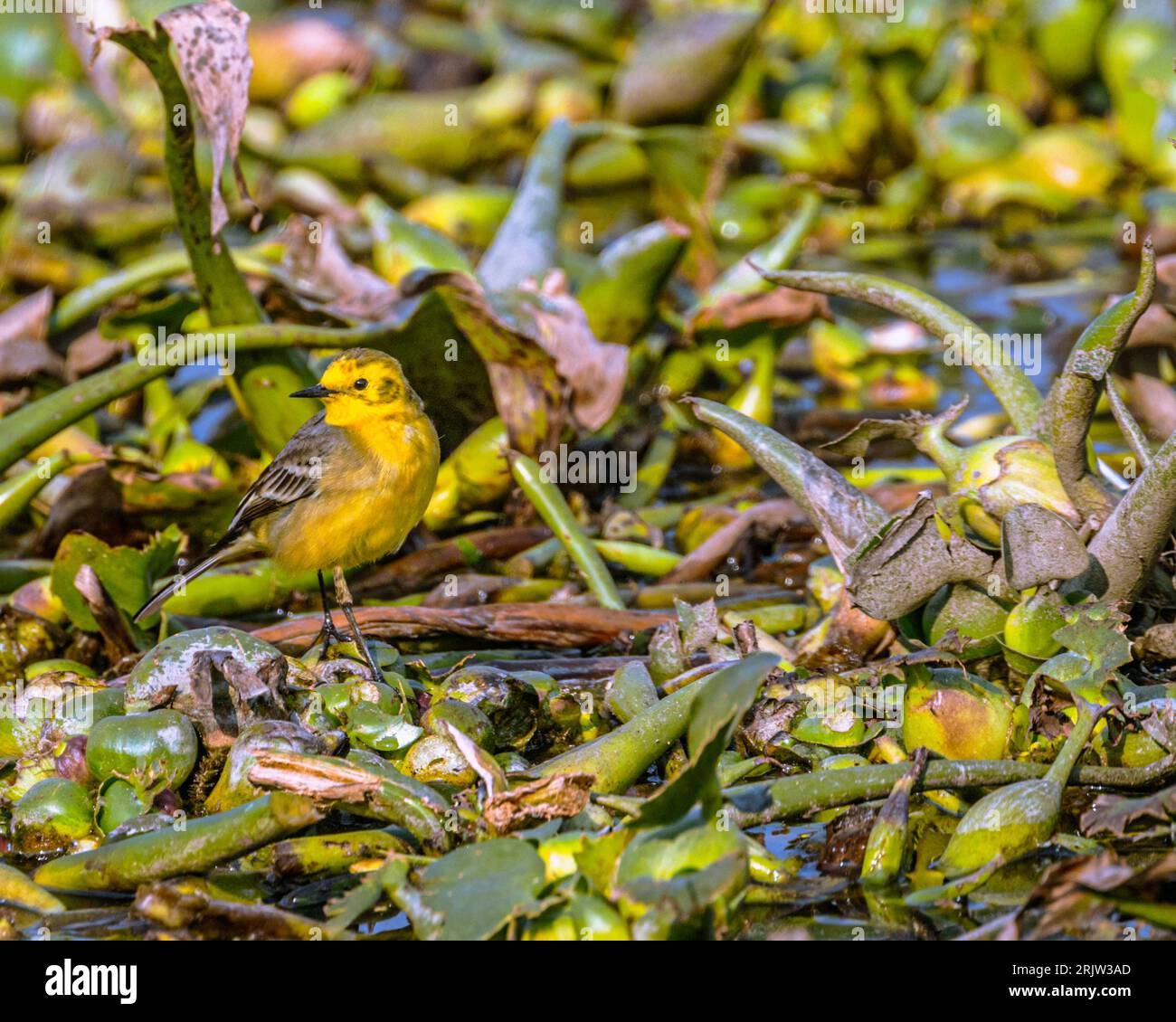 Side pose hi-res stock photography and images - Alamy