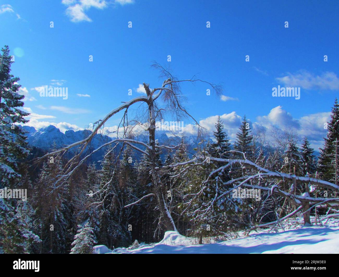Damaged birch tree in winter with mountain peaks of Julian alps in the ...