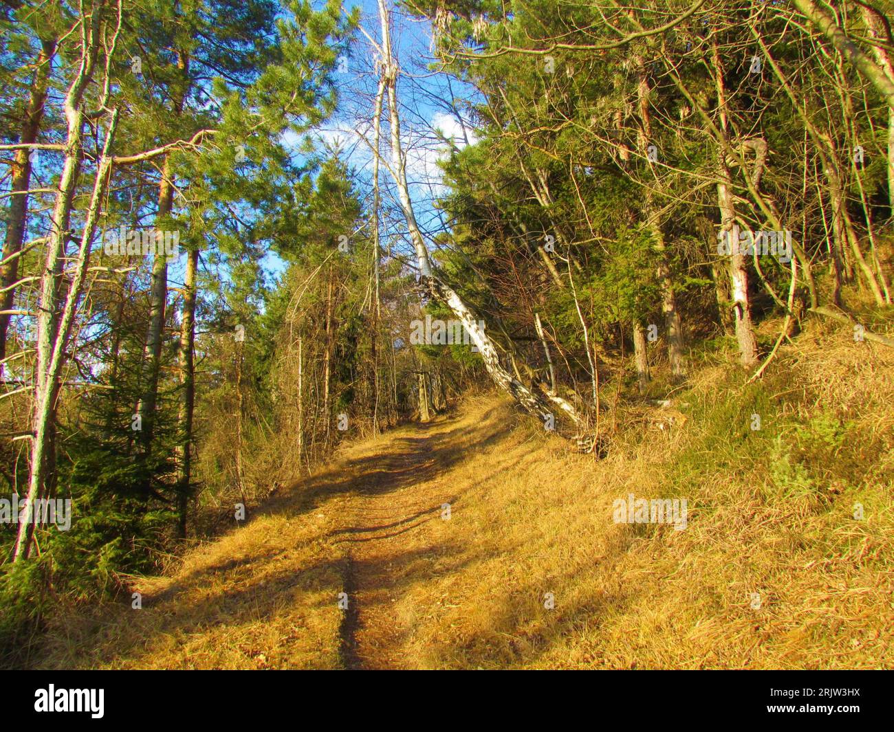 Conifer pine forest hi-res stock photography and images - Alamy