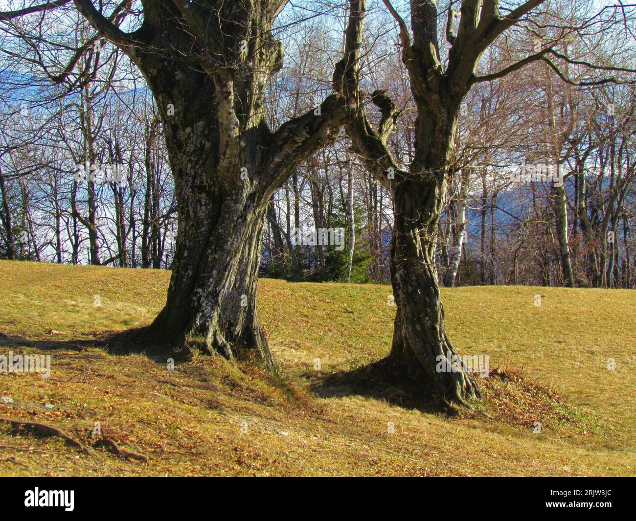 Carpinus betulus arch hi-res stock photography and images - Alamy
