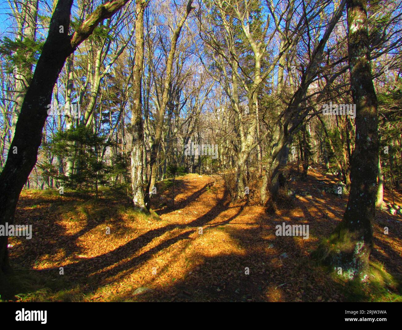 Mostly broadleaf leafless winter forest with beech and hop-hornbeam ...