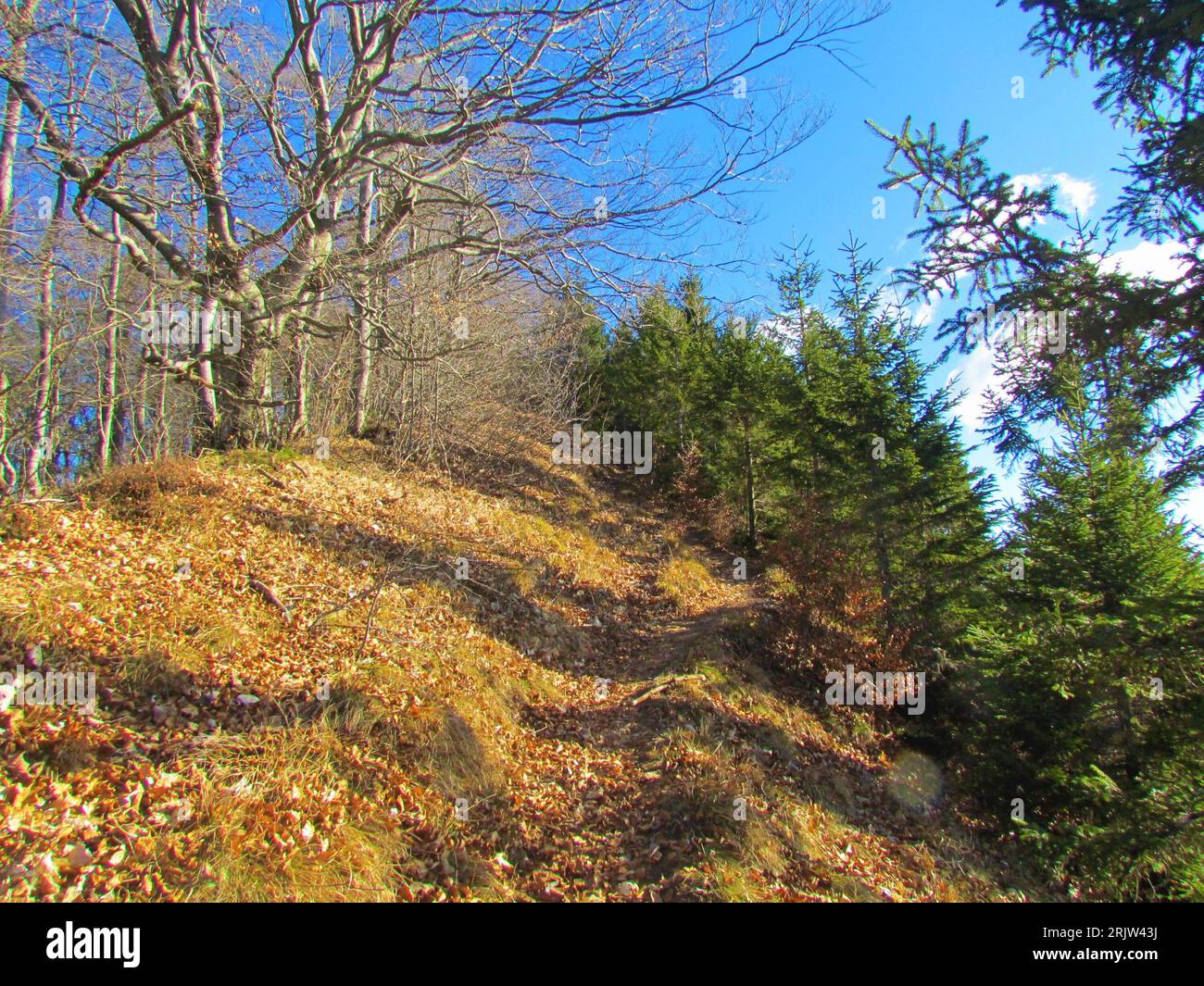 Path leading past a clearing covered in fallen leaves and dry grass ...