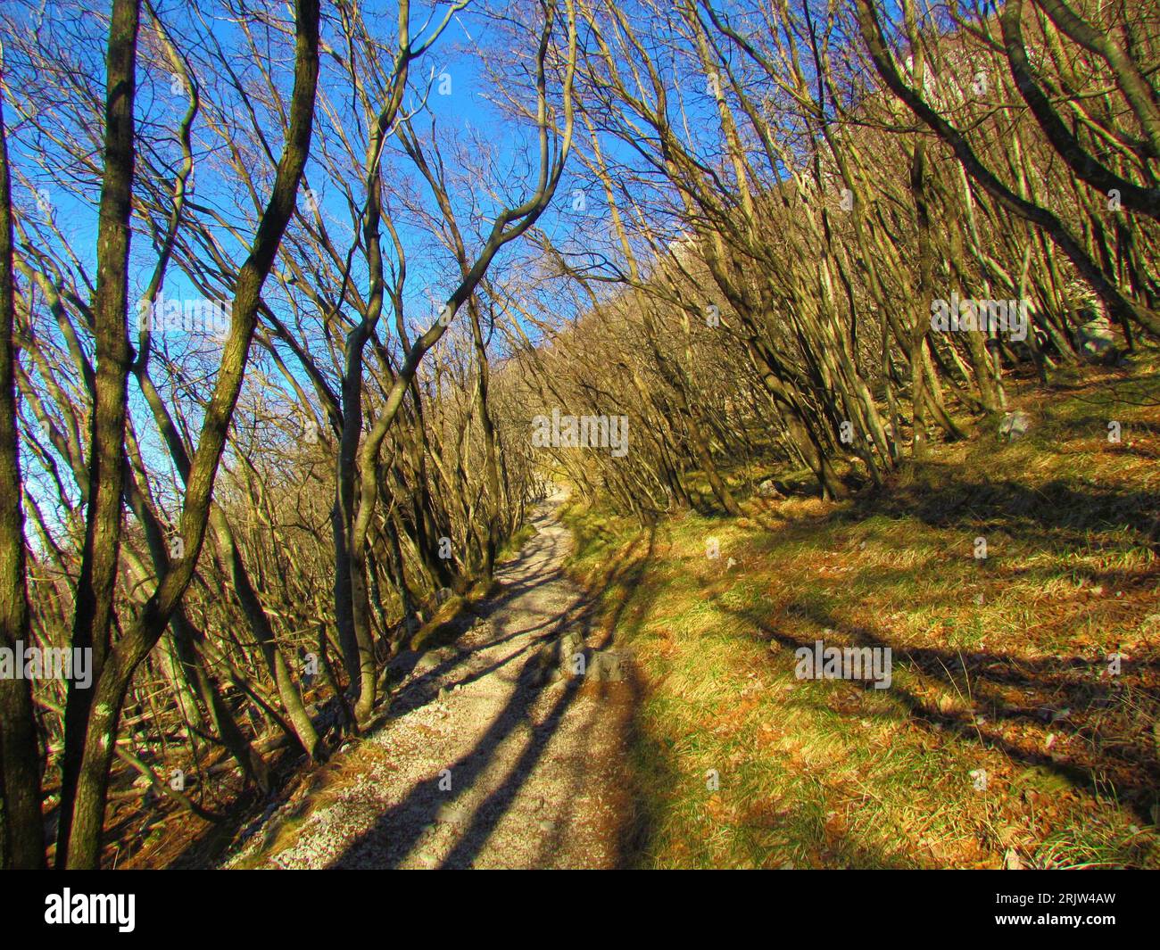 Path leading through a broadleaf forest under in Slovenia lit by ...
