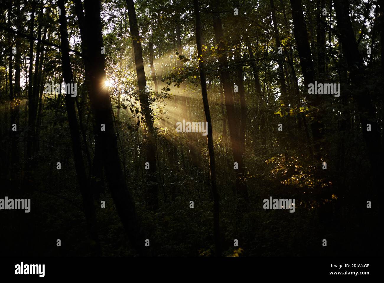 Scattered light through trees hi-res stock photography and images - Alamy