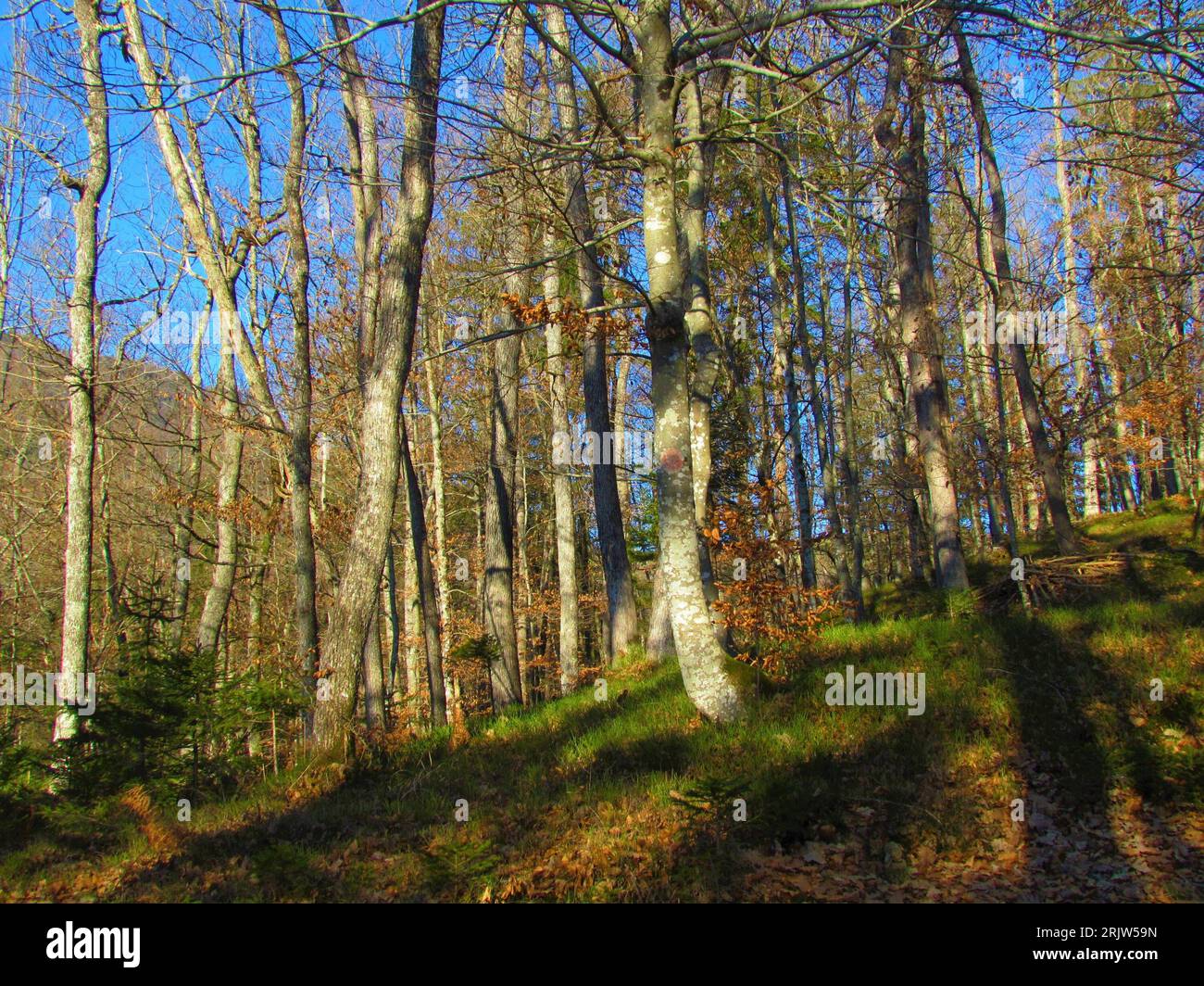 Mixed broadleaf and conifer forest of sessile oak, beech and spruce lit ...
