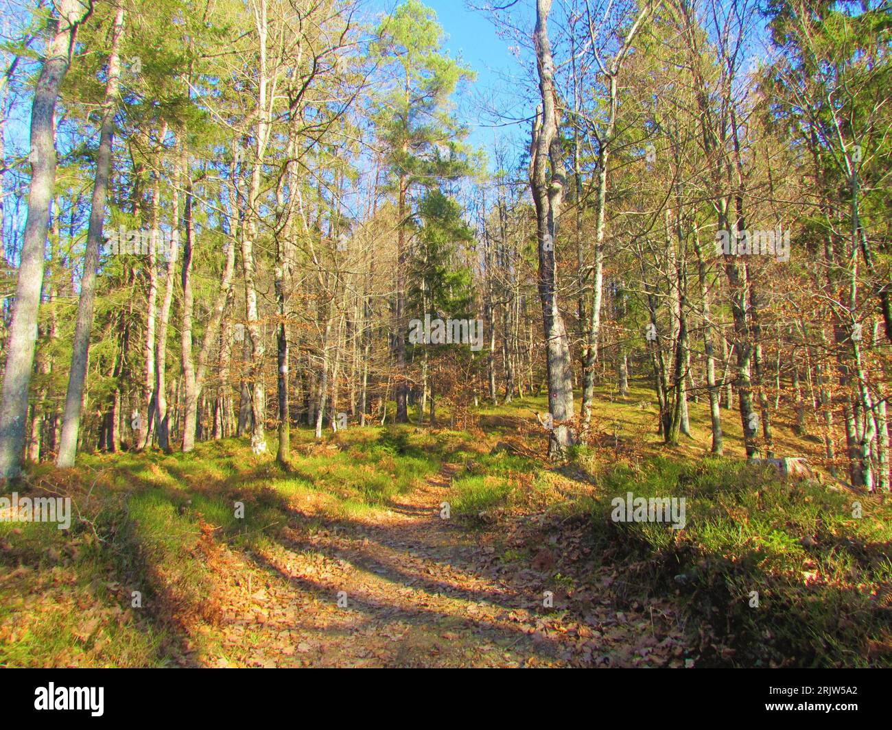 Mixed forest beech pine spruce oak in hi-res stock photography and ...