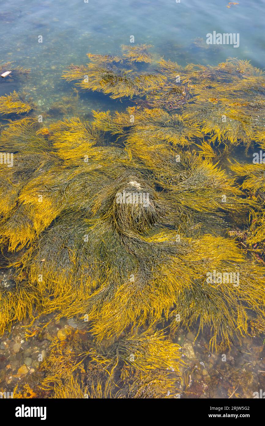 Sea weed or sea kelp, sea vegetation, flowing with the atlantic ocean ...
