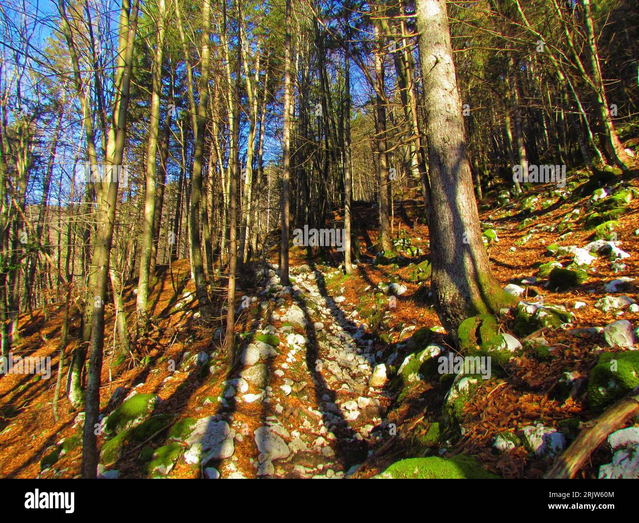 Mixed conifer and broadleaf forest of spruce and beech forest in ...