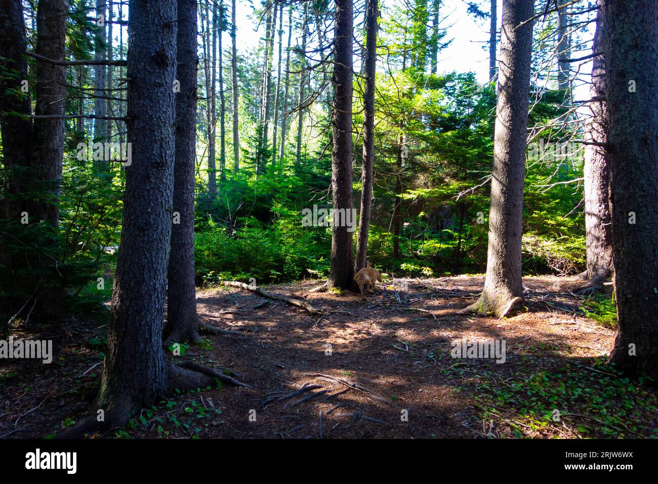 Dense tree canopy hi-res stock photography and images - Alamy