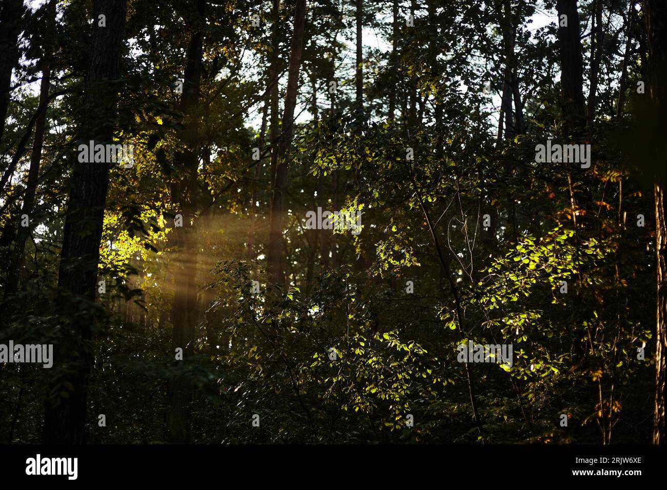 Scattered light through trees hi-res stock photography and images - Alamy